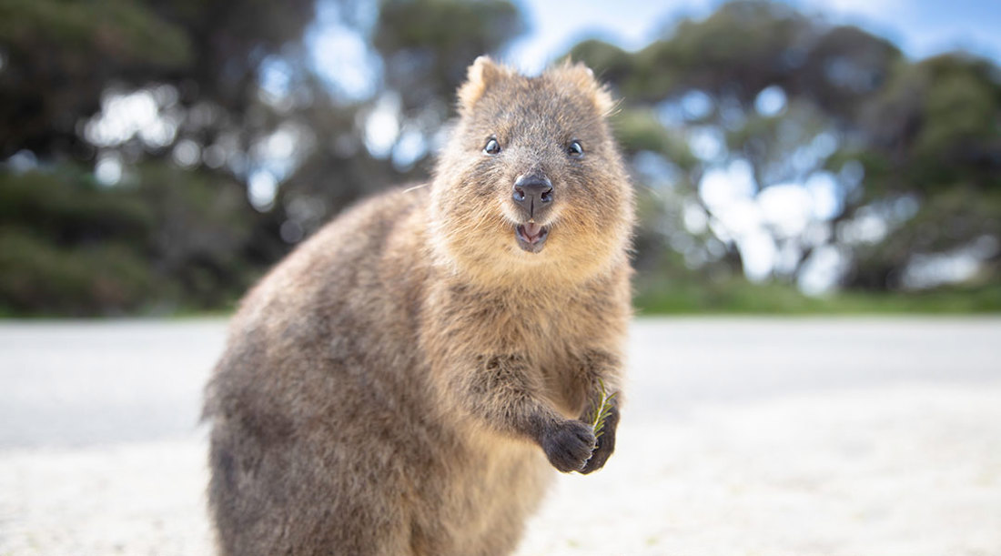 The best places to spot Australian wildlife | BIG4.com.au