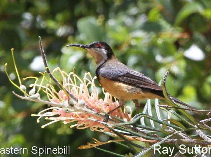 Eastern spinebill | NRMA Atherton Tablelands Holiday Park