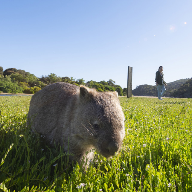 BIG4 Wilsons Prom Holiday Park | Book Direct & Save With BIG4