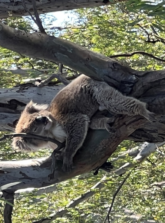 Wildlife | Murray River Hideaway Holiday Park