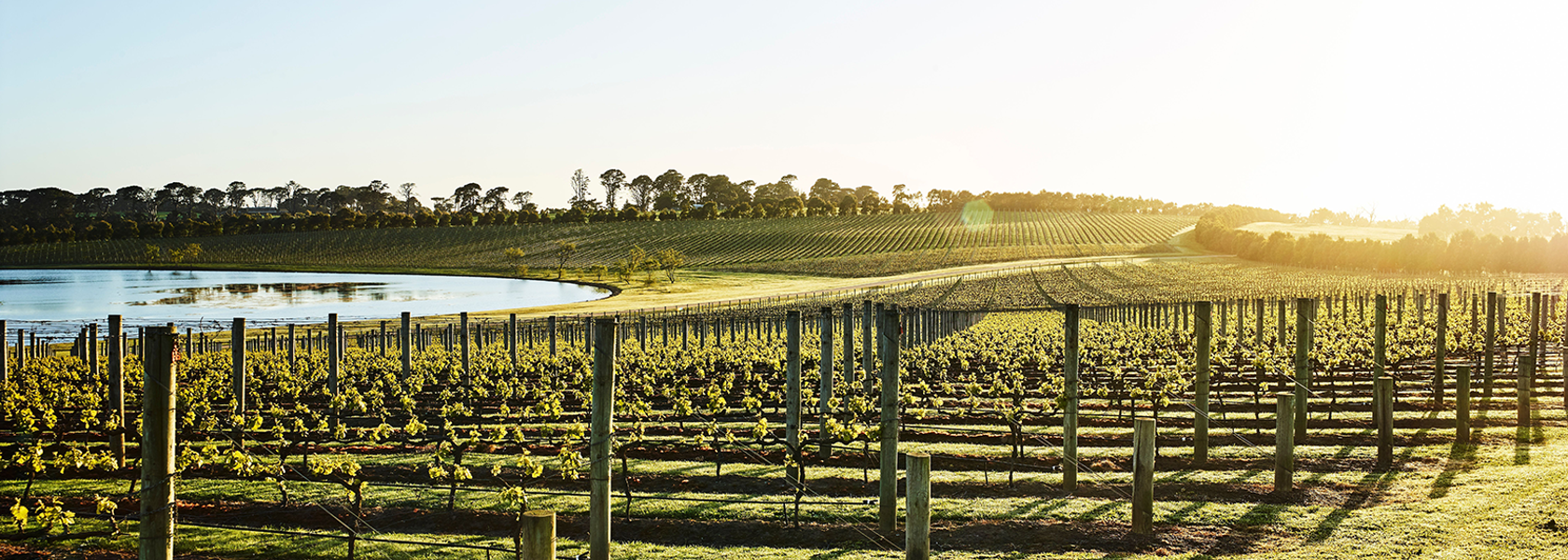 The best wineries in Victoria | BIG4.com.au