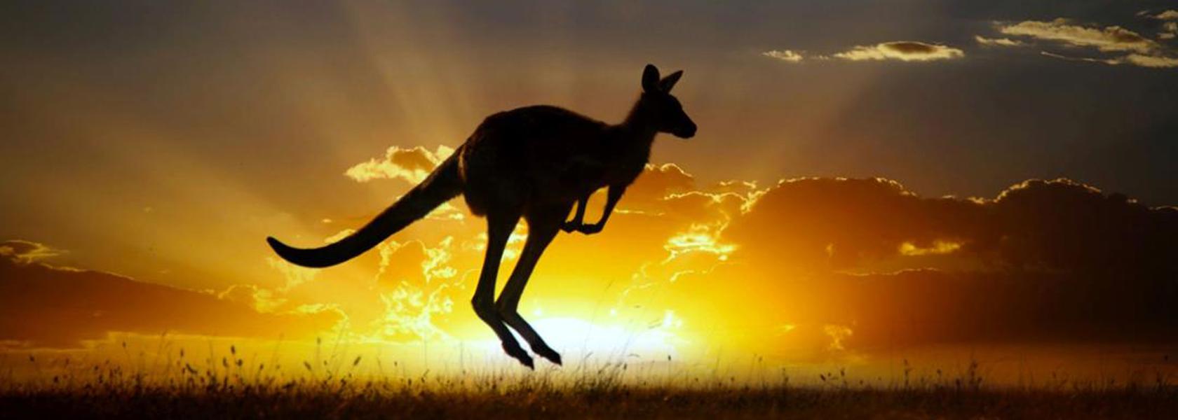 The best places to spot kangaroos | BIG4.com.au